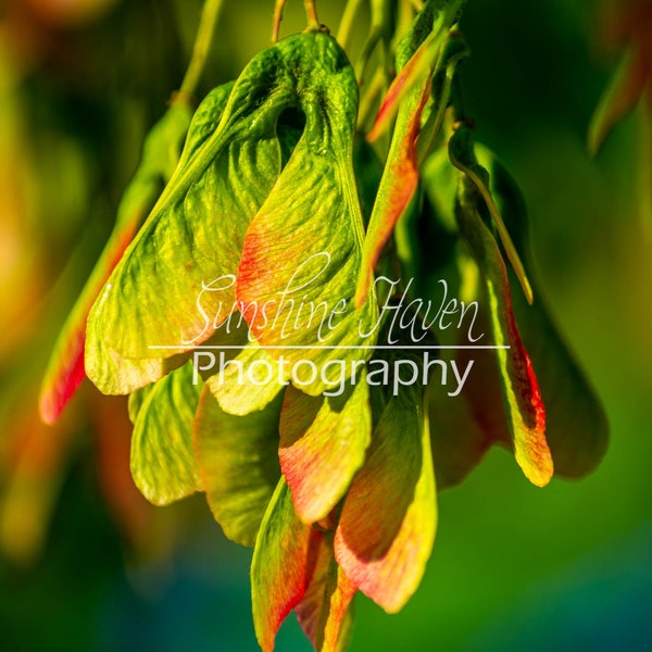 Maple Seed Pods - Etsy