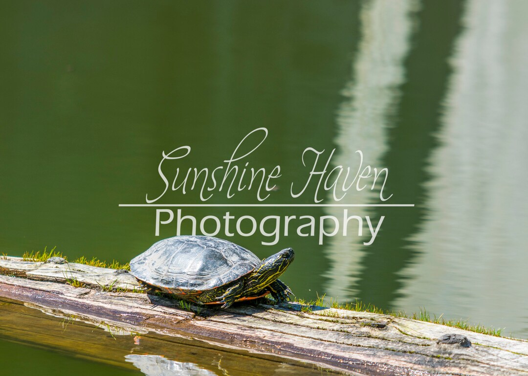 Basking Painted Turtle on Log Print Digital Download Printable Wall Art ...