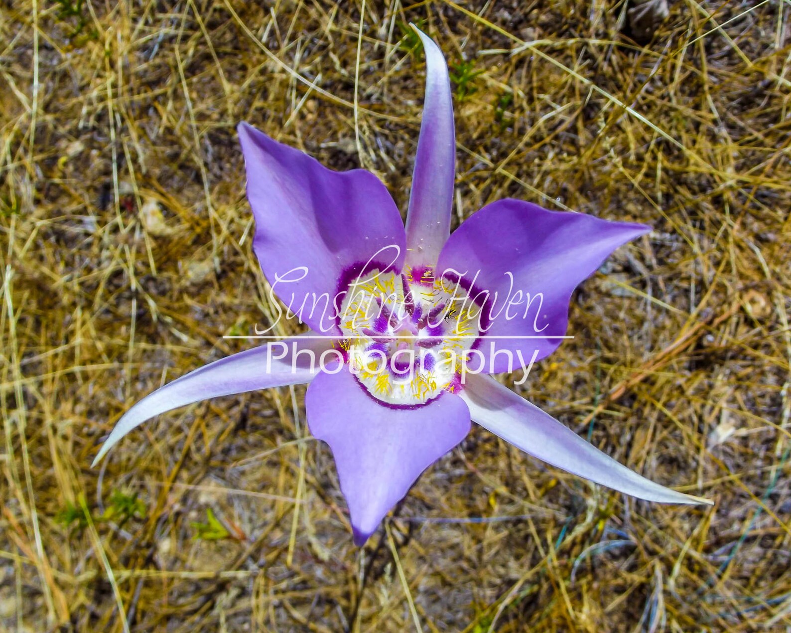 Purple Mariposa Lily Wild Flower Photography Nature - Etsy