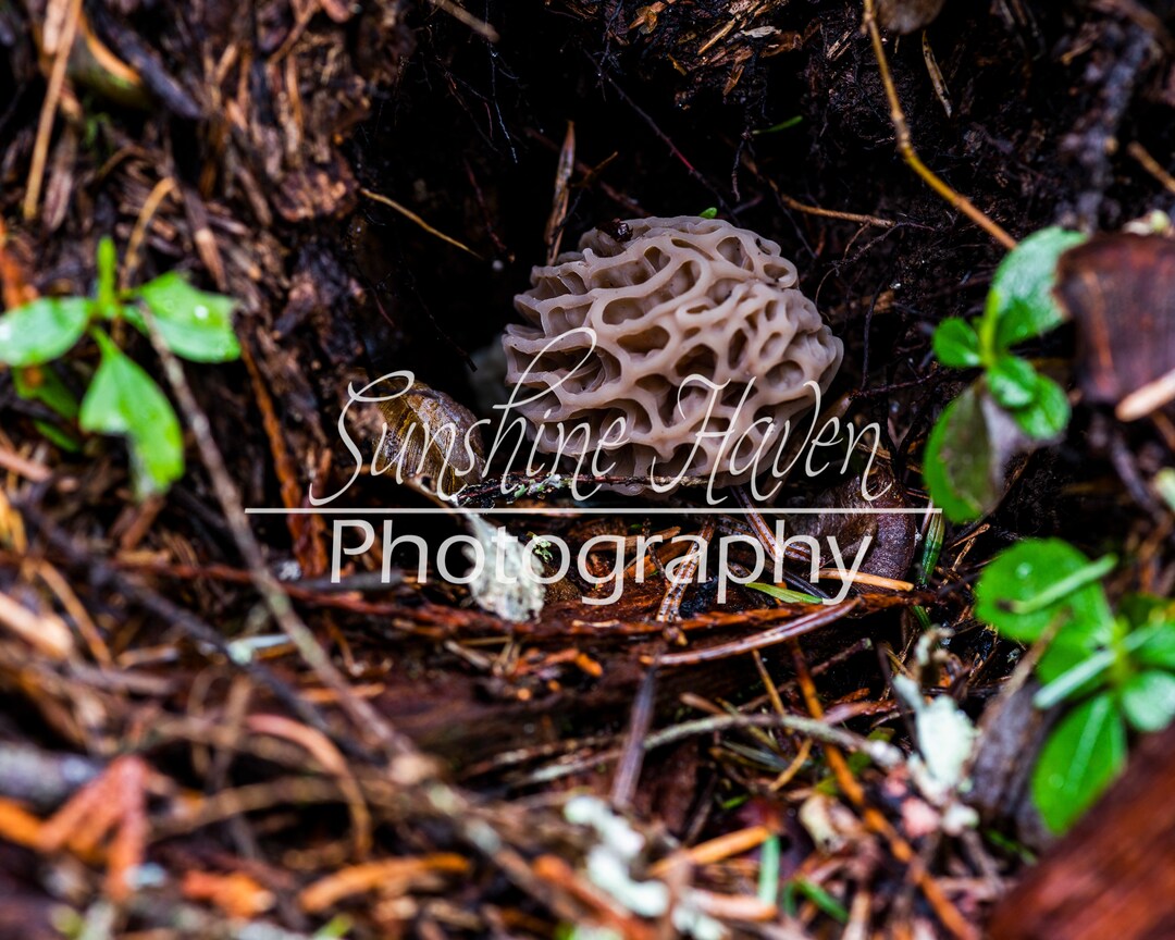 Blond Morel With Snail Print Digital Download Printable Wall Art Home ...