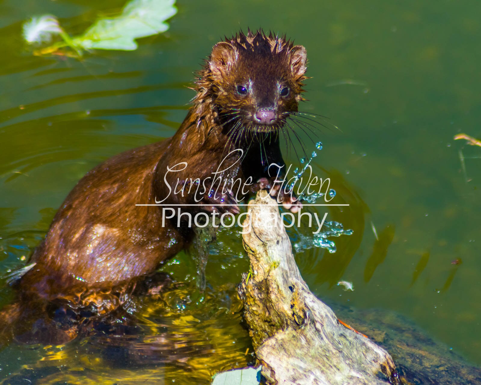 Cute American Mink Print Digital Download Printable Wall Art Home Wall ...