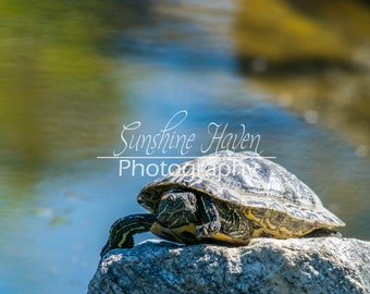 Turtle Basking Rock - Etsy