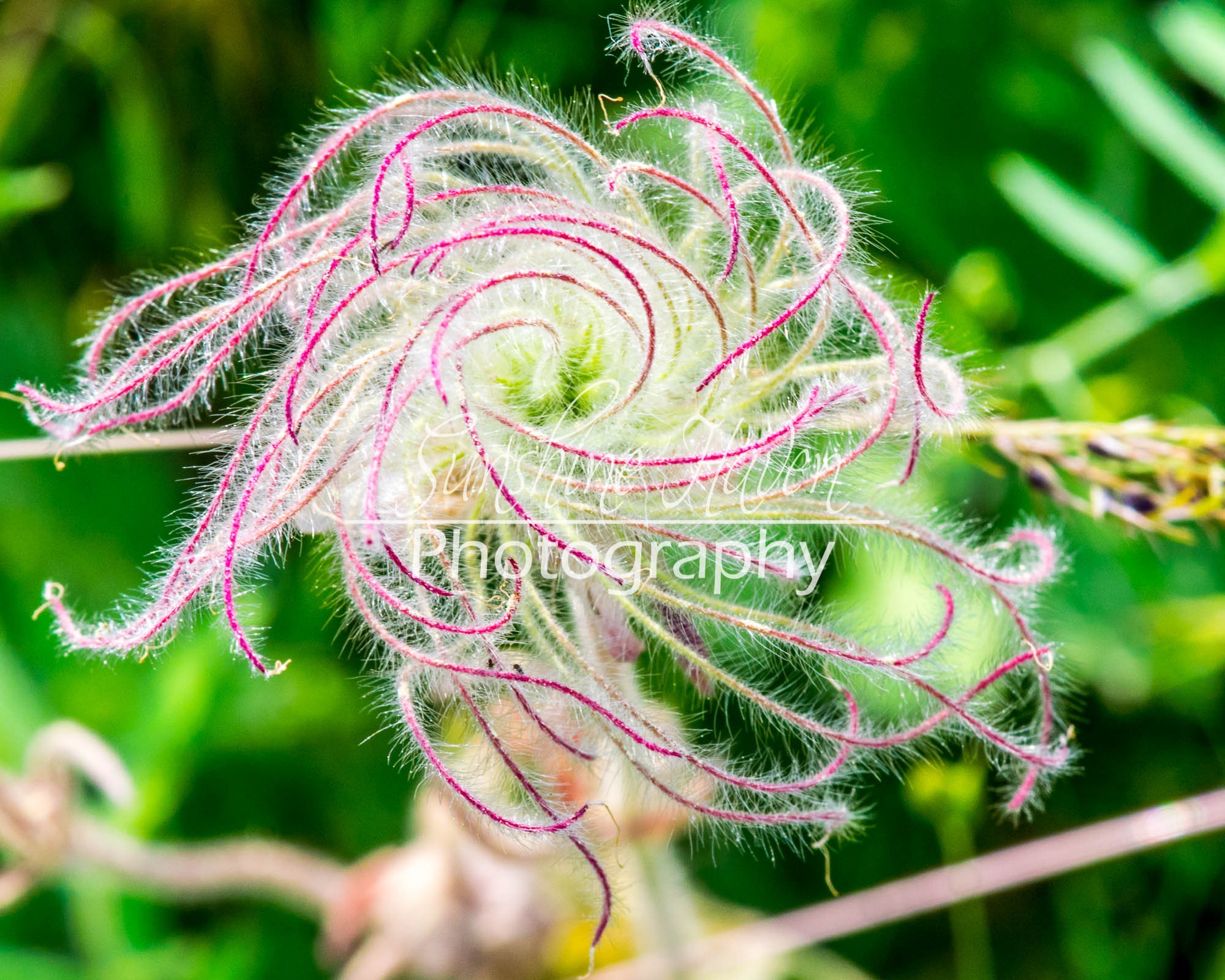 Prairie Smoke/old Man's Whiskers/three-flowered Avens Wild Flower ...