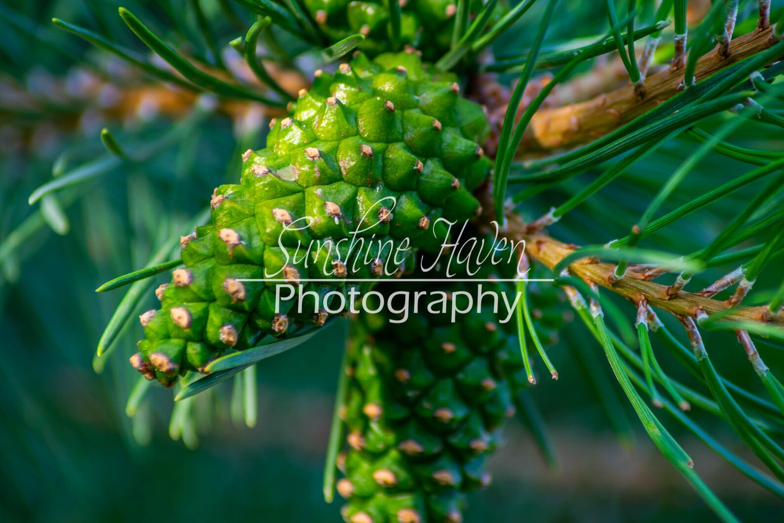Green Ponderosa Pine Cones Nature Photography Forest - Etsy