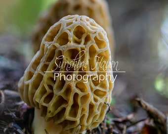 Printable, Mushroom, Download, Morel, Drawing, Digital Art, Print - Etsy