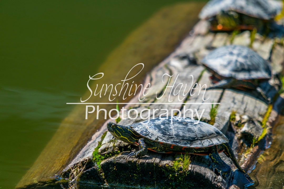 Three Turtles on a Log Print Digital Download Printable Wall Art Home ...