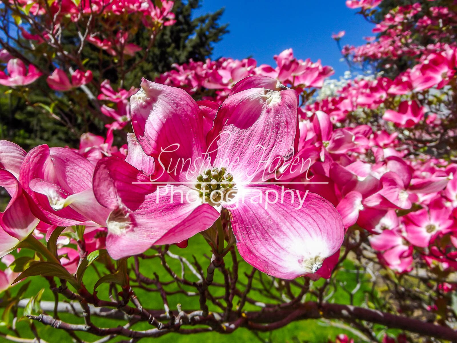 Pink Dogwood Tree Wallpaper