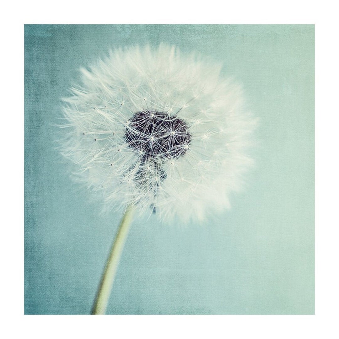 Pusteblume Photo, Photography, Art Print, Poster, Nature Photography ...