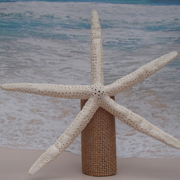 Starfish Tree Topper - Etsy