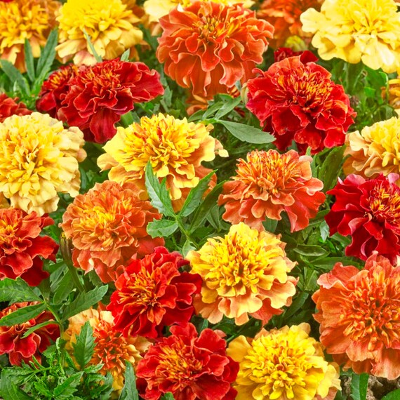 Different Colors Of Marigolds