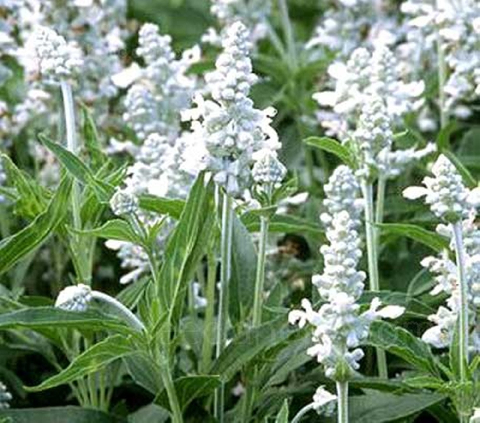 Salvia Farinacea White Victory 25 Seeds Annual/perennial | Etsy