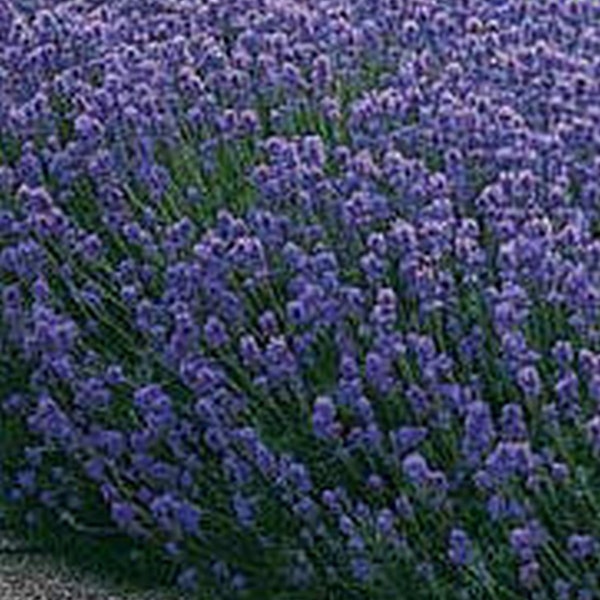 Munstead Lavender Plant - Etsy