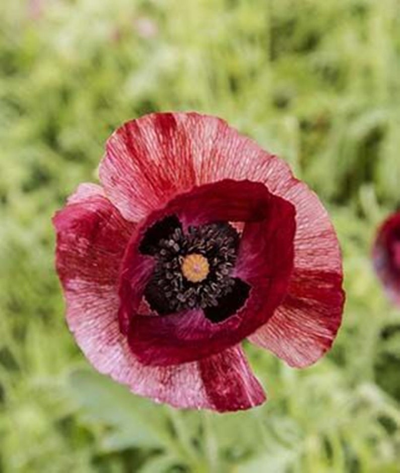 Poppy Shirley Pandora 50 Seeds Papaver rhoeas Annual | Etsy