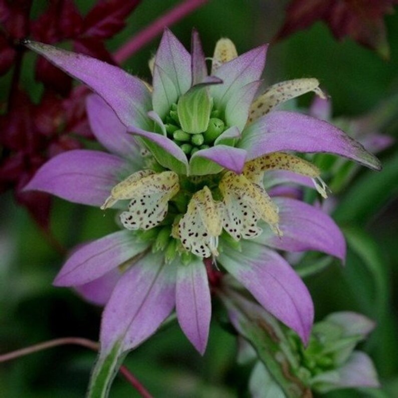 Spotted Bee Balm-Dotted Horsemint 25 Seeds Perennial Herb | Etsy