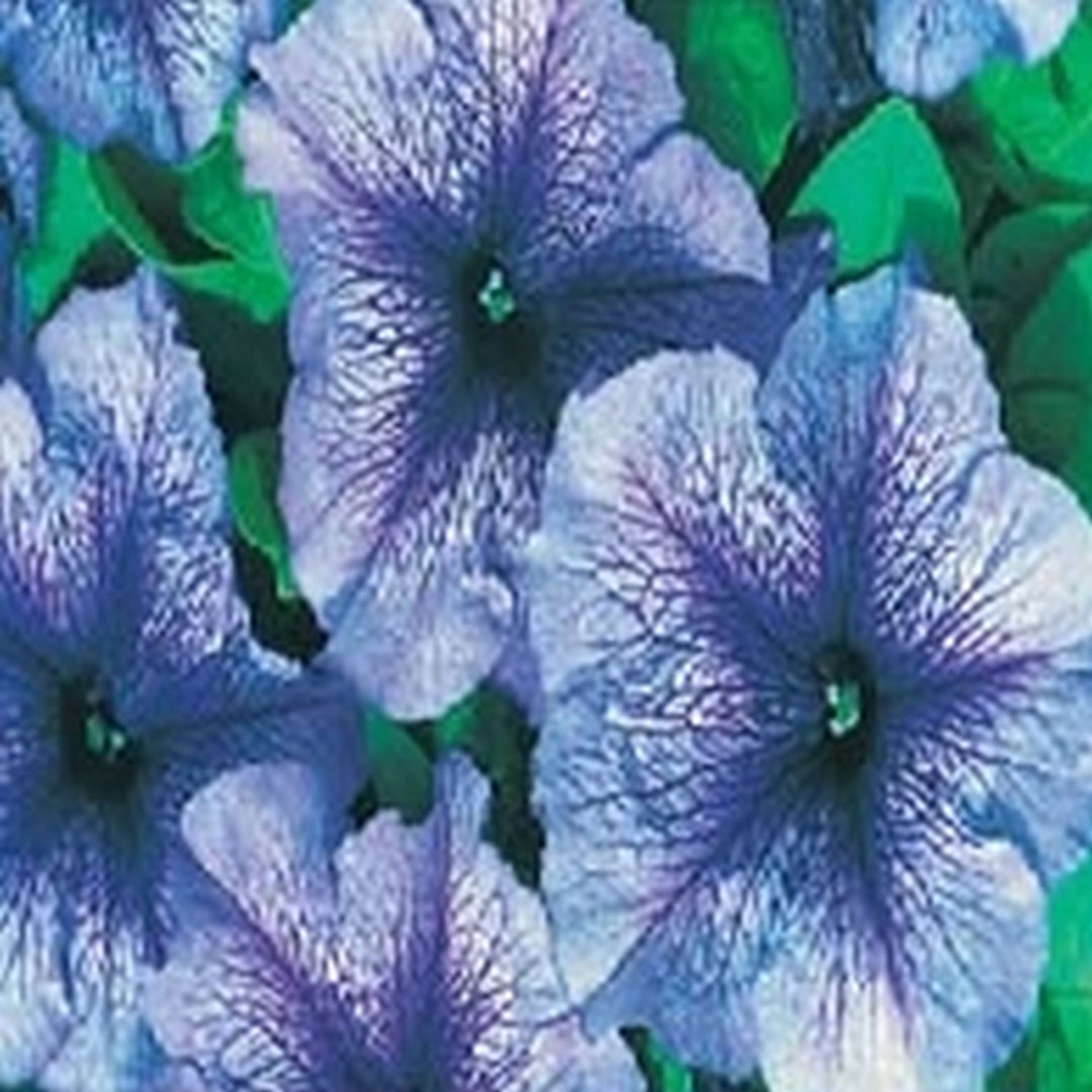 Petunia Daddy Blue 10 Pelleted Seeds Light Blue Dark - Etsy