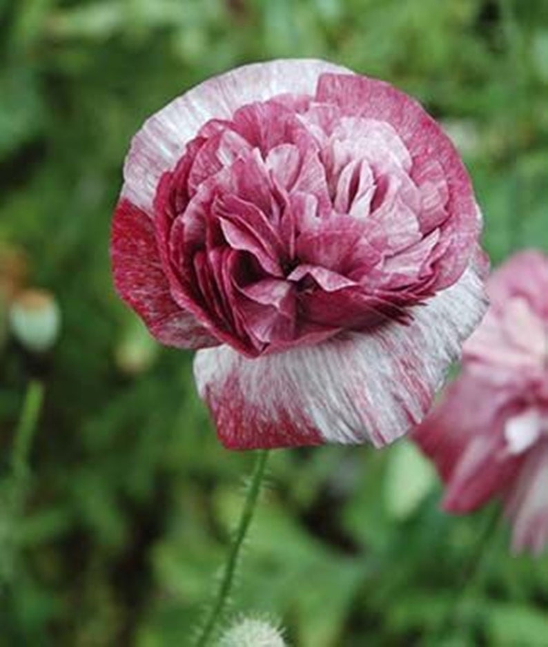 Poppy Shirley Pandora 50 Seeds Papaver rhoeas Annual | Etsy