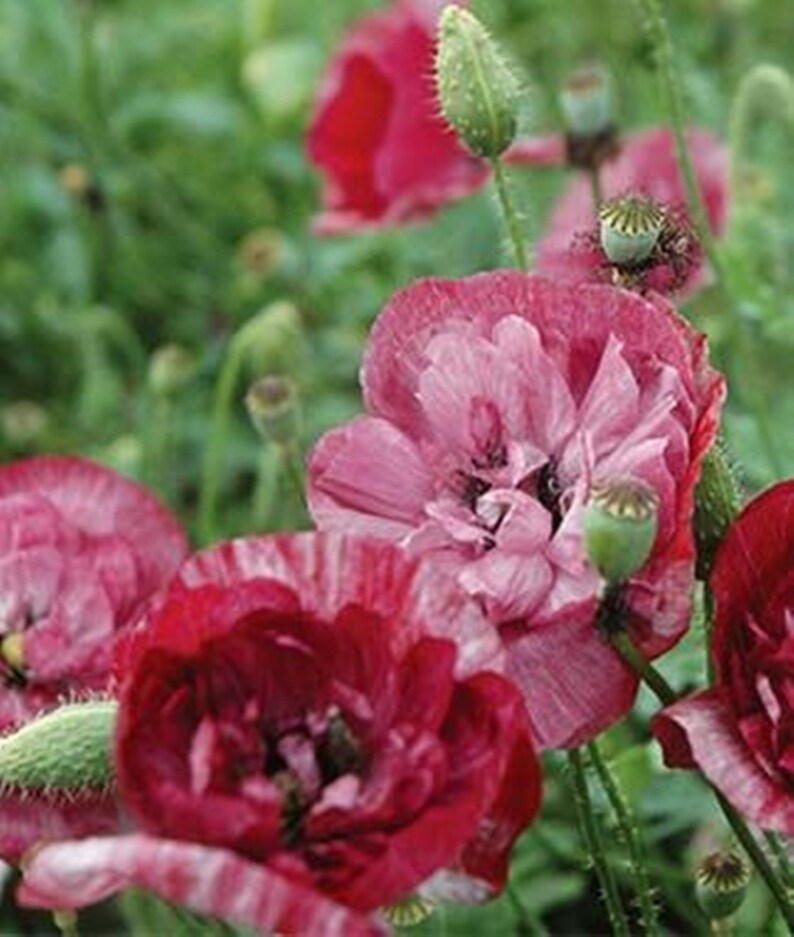 Poppy Shirley Pandora 50 Seeds Papaver rhoeas Annual | Etsy