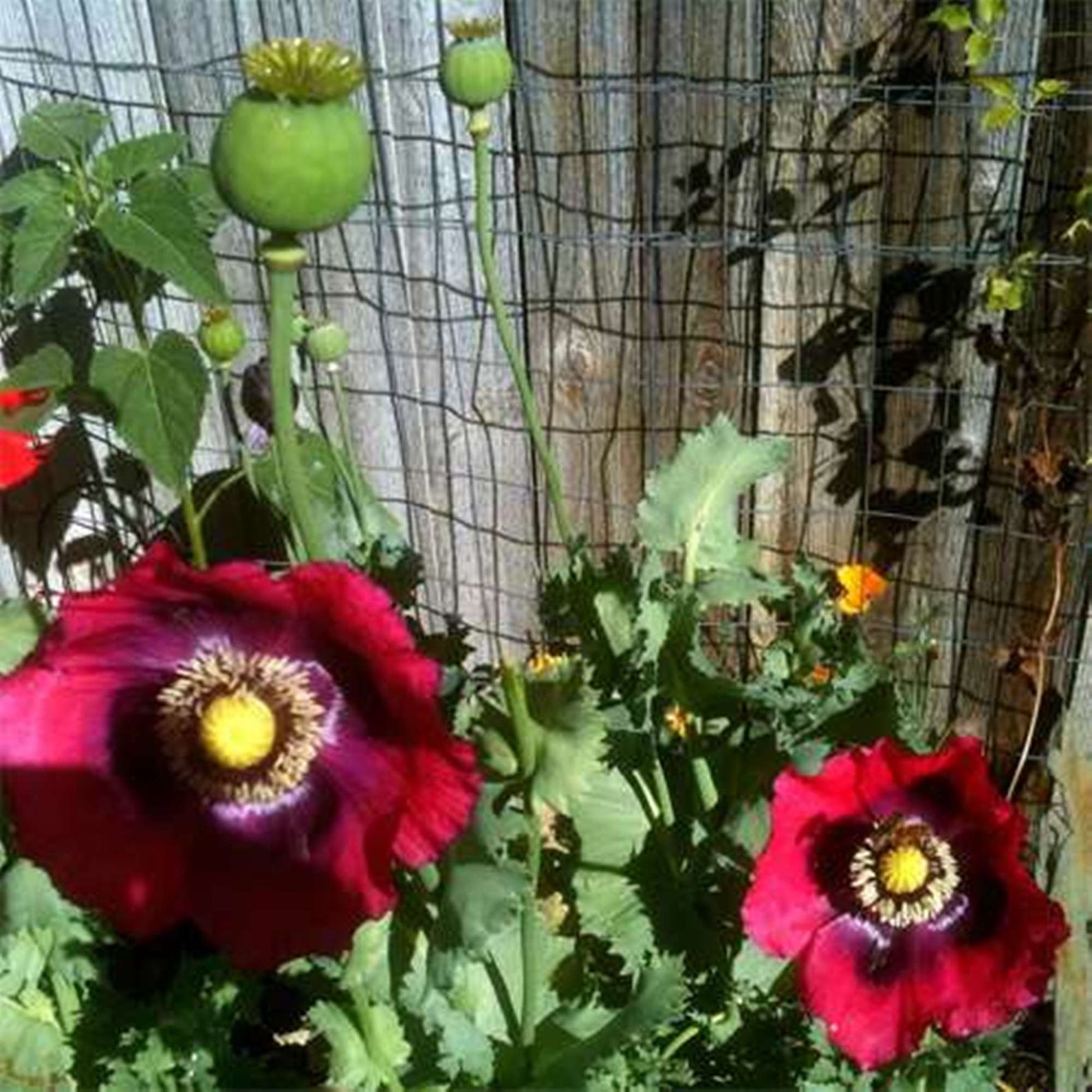 Poppy Pepperbox Mix 50 Heirloom Seeds Nutty Flavored ... | Etsy