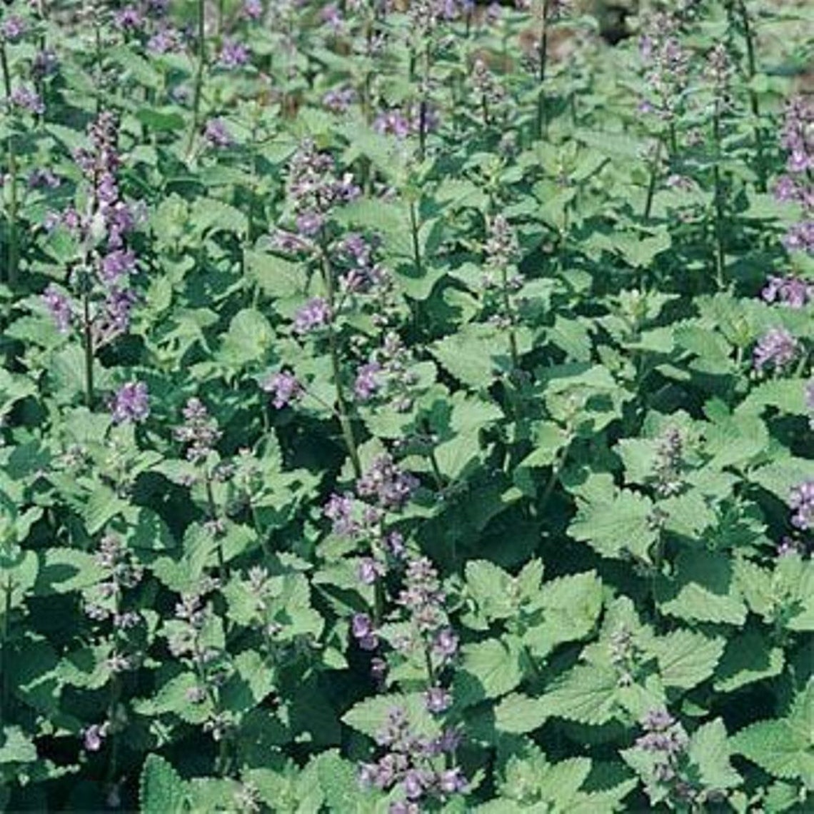 Catnip 600 Seeds Organic Heirloom Deer Resistant Perennial | Etsy