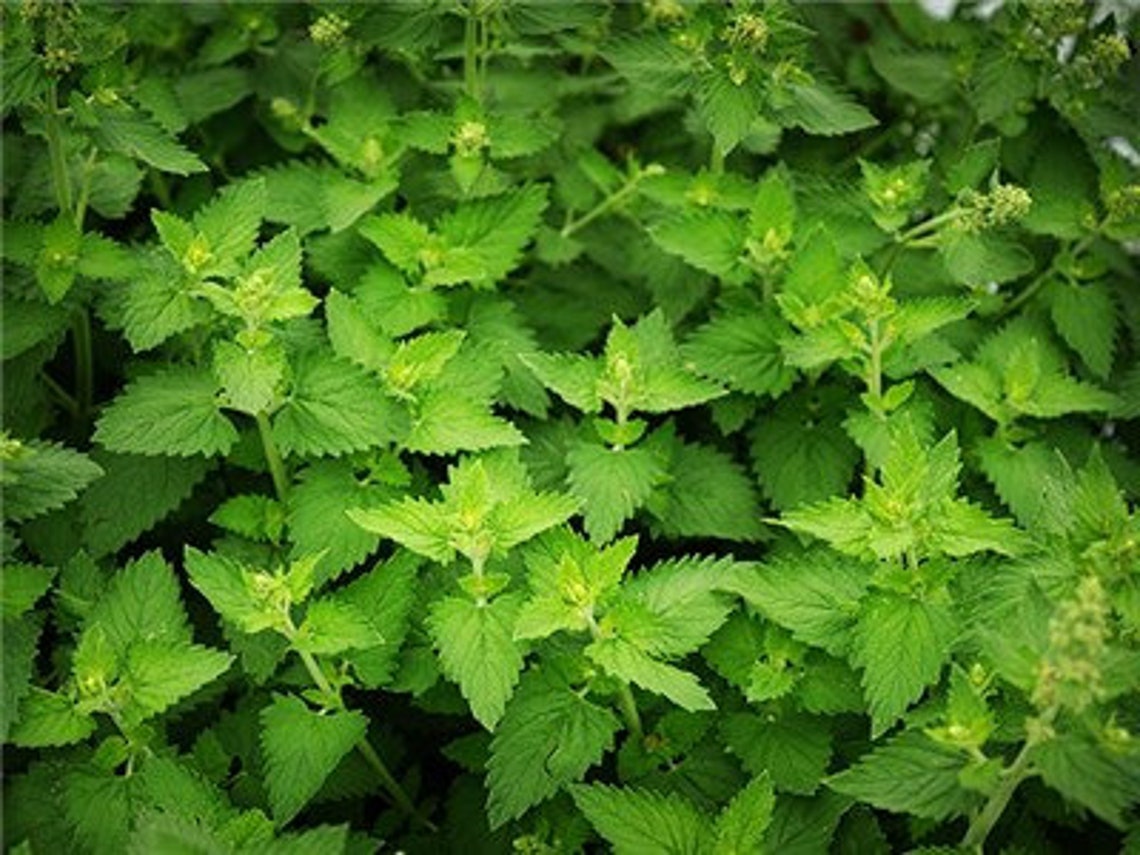 Catnip 600 Seeds Organic Heirloom Deer Resistant Perennial | Etsy