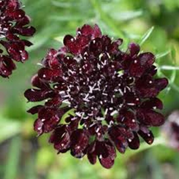 Black Knight Scabiosa - Etsy