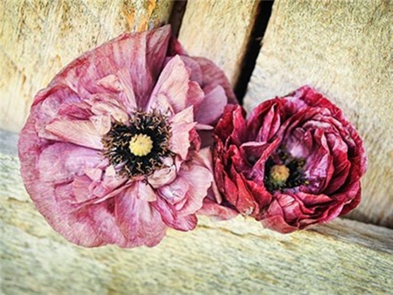 Poppy Shirley Pandora 50 Seeds Papaver rhoeas Annual | Etsy