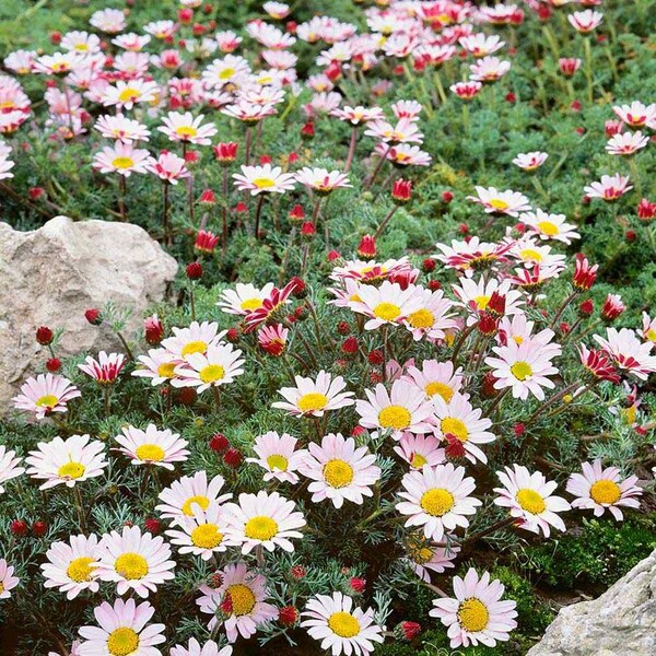Ground Cover for Shade - Etsy