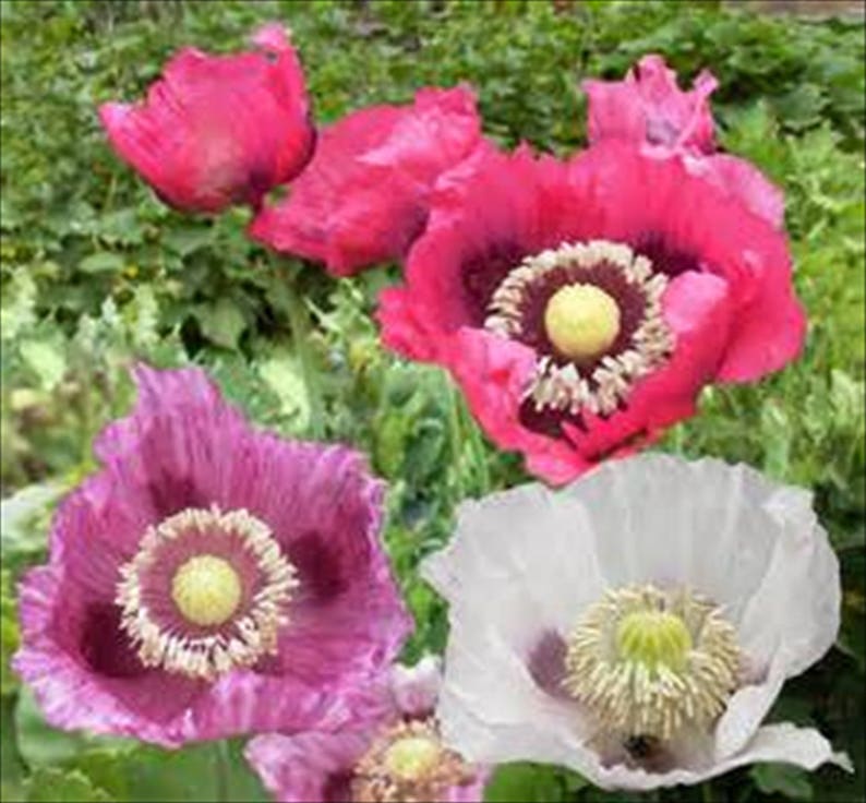 Poppy Pepperbox Mix 50 Heirloom Seeds Nutty Flavored ... | Etsy