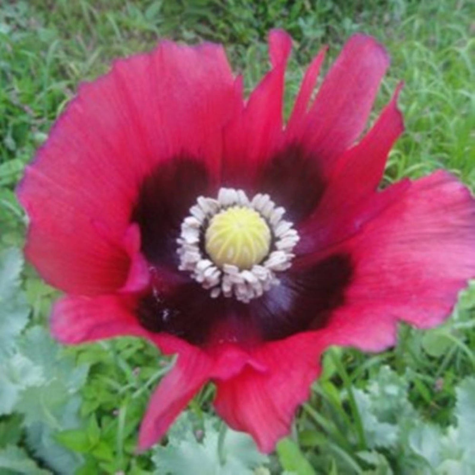 Poppy Pepperbox Mix 50 Heirloom Seeds Nutty Flavored ... | Etsy