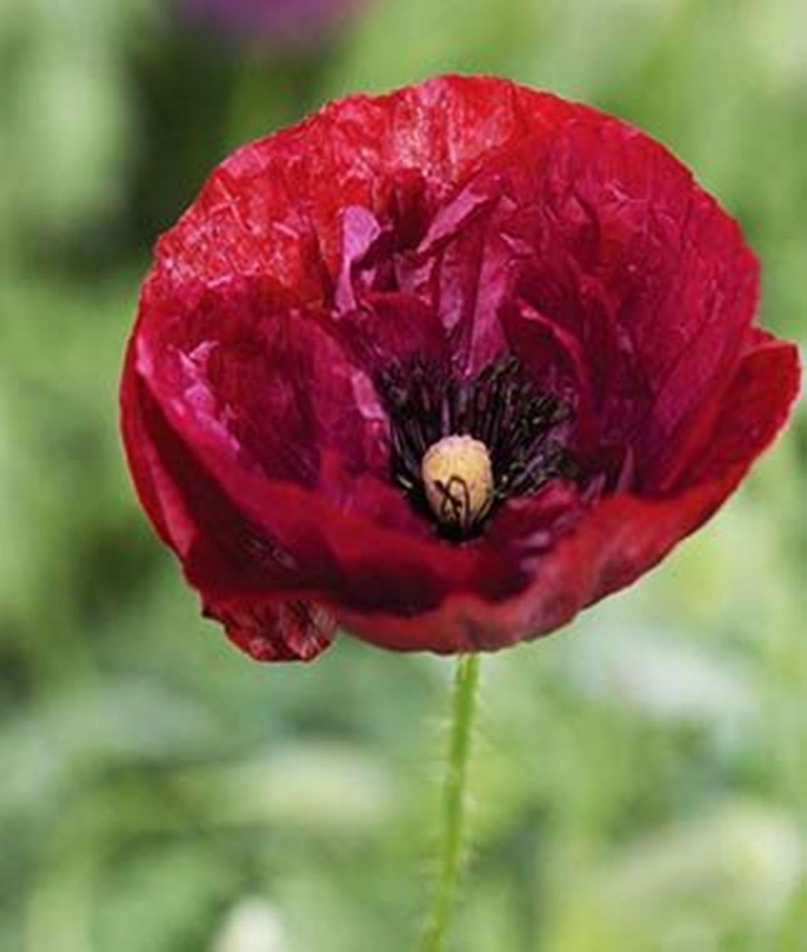 Poppy Shirley Pandora 50 Seeds Papaver rhoeas Annual | Etsy