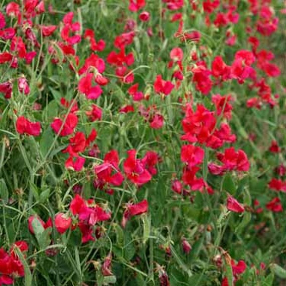 Perennial Sweet Pea Vine Seeds