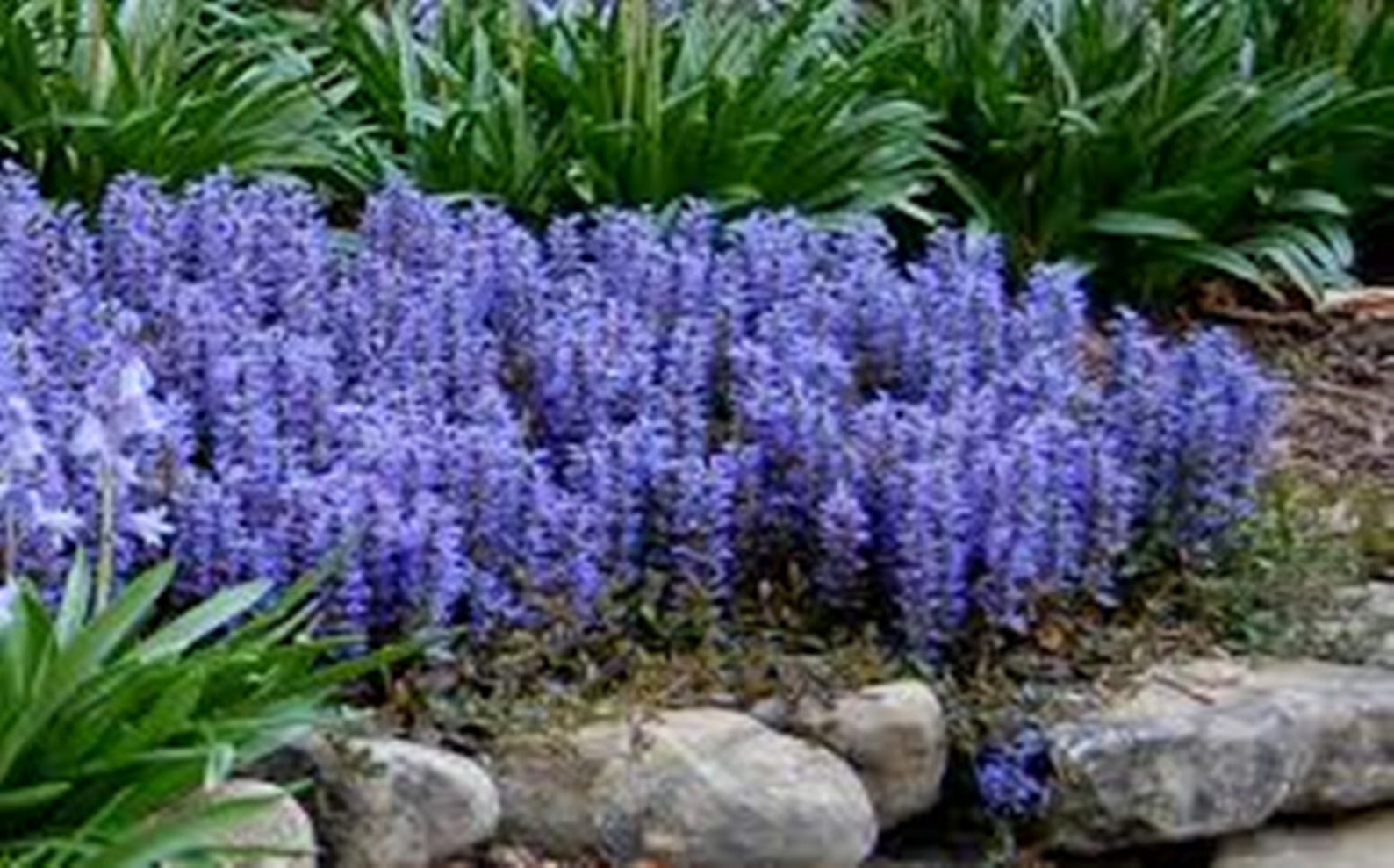 Ajuga/Carpet Bugleweed 10 Seeds Perennial Groundcover | Etsy