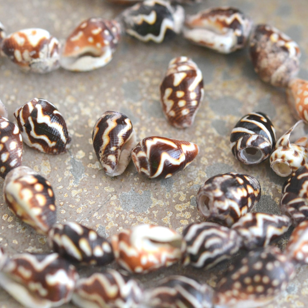 Small Nassa Sea Shell Beads Seashell Beads Spiral Conch - Etsy