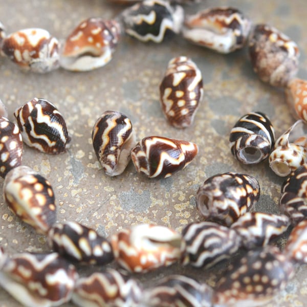 Spiral Shell - Etsy