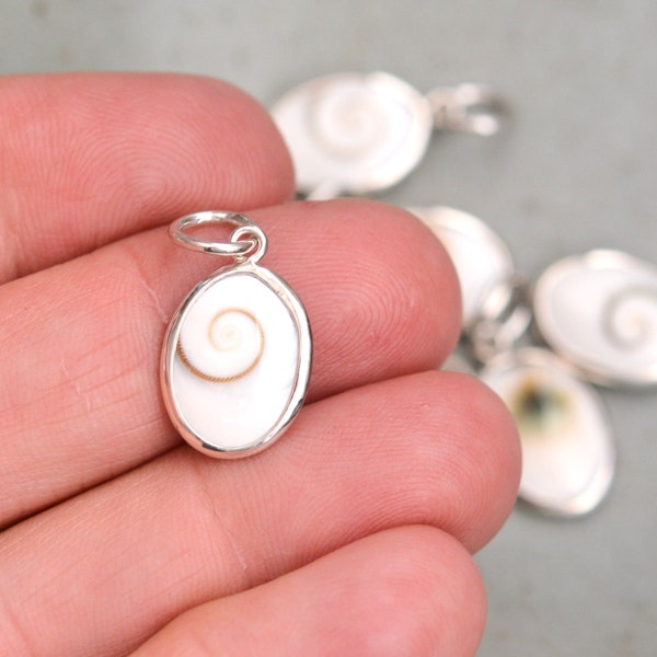 Operculum Shell - Etsy