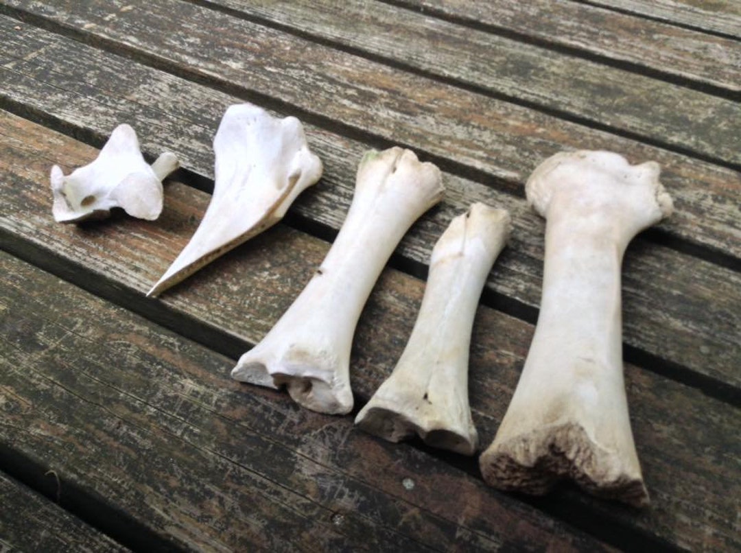 Assorted Sanitized Cow Bones - Etsy