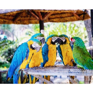 Parrot Print Set, Bird Prints, Parrot Poster Australian Animal Wall Art ...