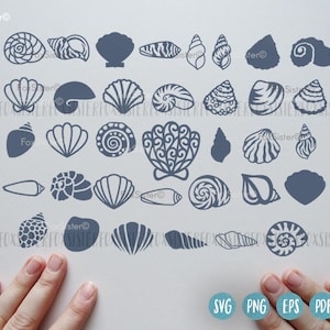 Sea Shells SVG Bundle!! 35 Seashells Svg, Beach Svg, Ocean Cut File ...