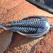 Trilobite Trilobit Sterling Silver Pendant Necklace Amulet Jewel Fossil ...
