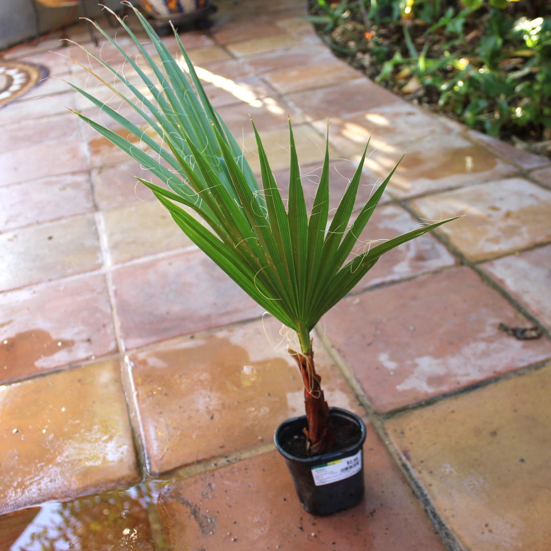 Mexican Fan Palm Tree Seedlings Washingtonia Robusta Photo is of Actual ...