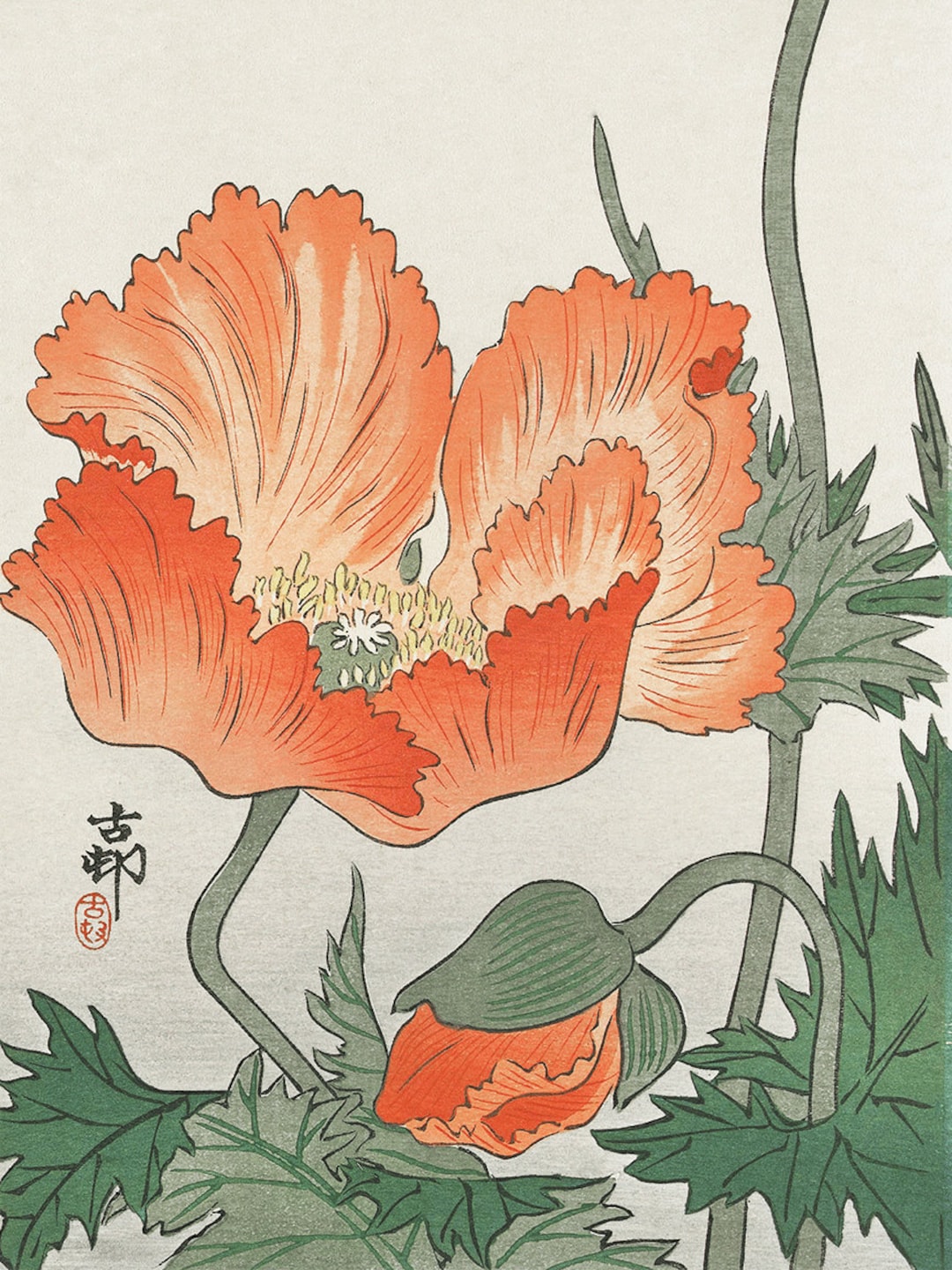 Poppy Art Flower Art Print Poster Antique Prints Botanical Art Prints ...