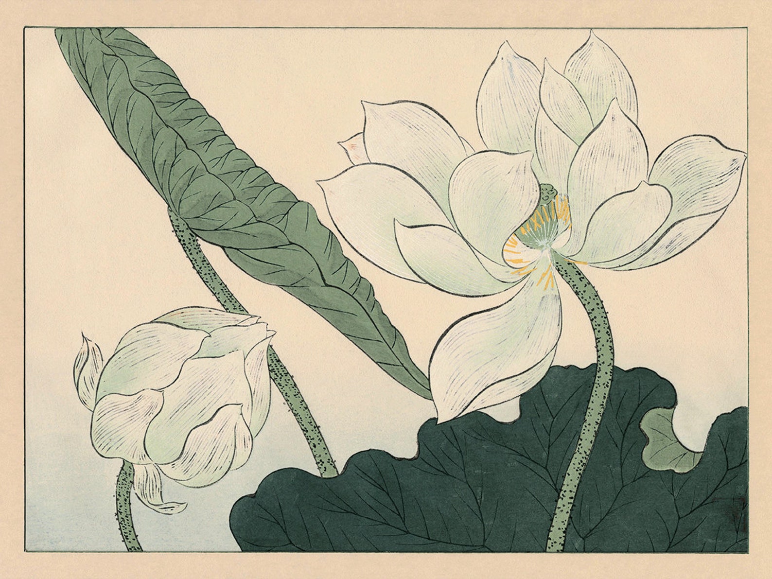 Lotus Art Print Japanese Botanical Prints Garden Wall Art Home - Etsy