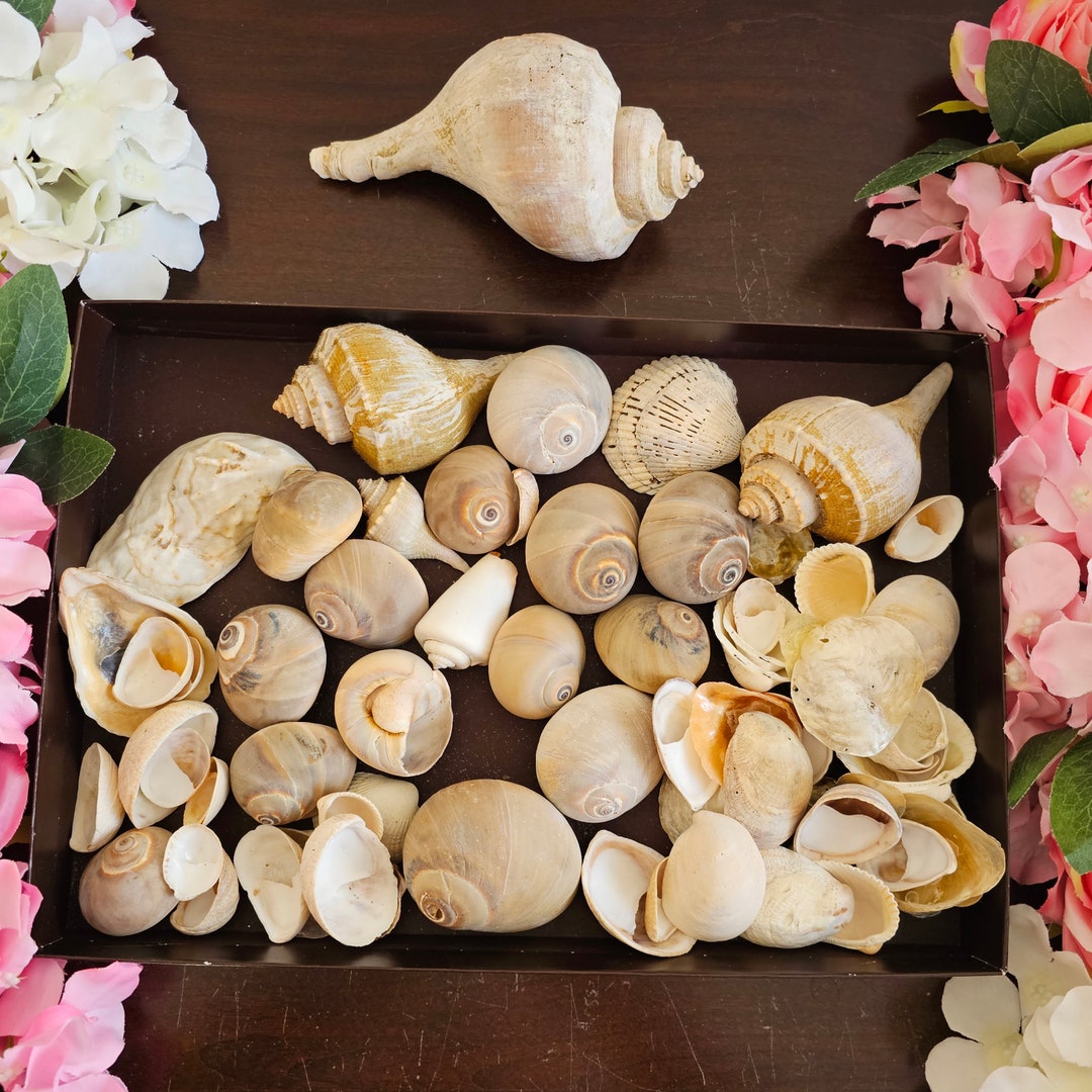 Lot of Seashells Moon Snail Shells Oyster Shells Slipper Shells Beach ...