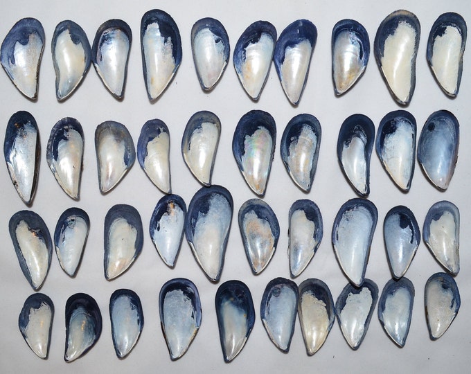 50 Blue Mussel Shells Atlantic Ocean Shells Long Island Seashells Beach ...