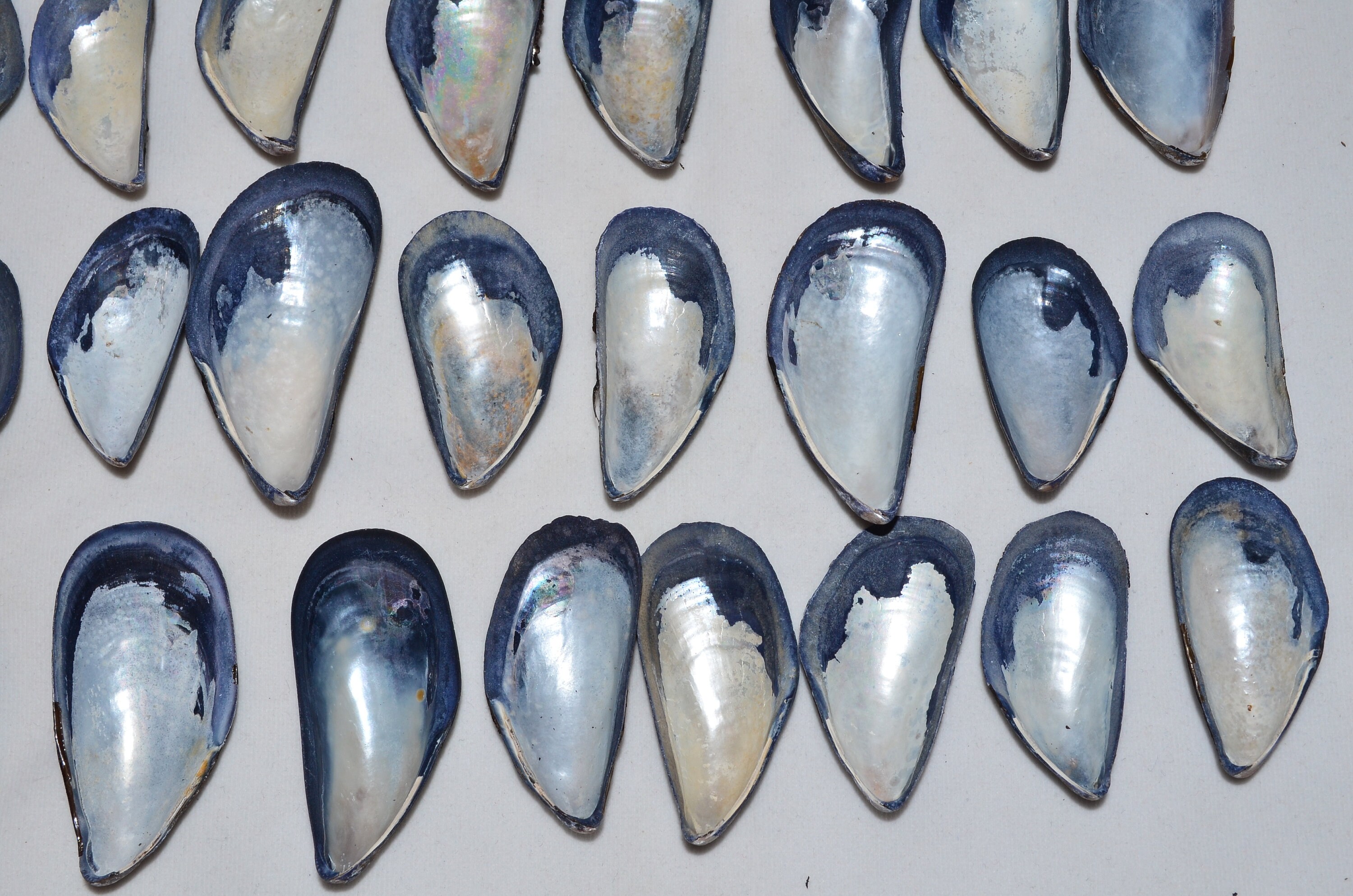 50 Blue Mussel Shells Atlantic Ocean Shells Long Island Seashells Beach ...