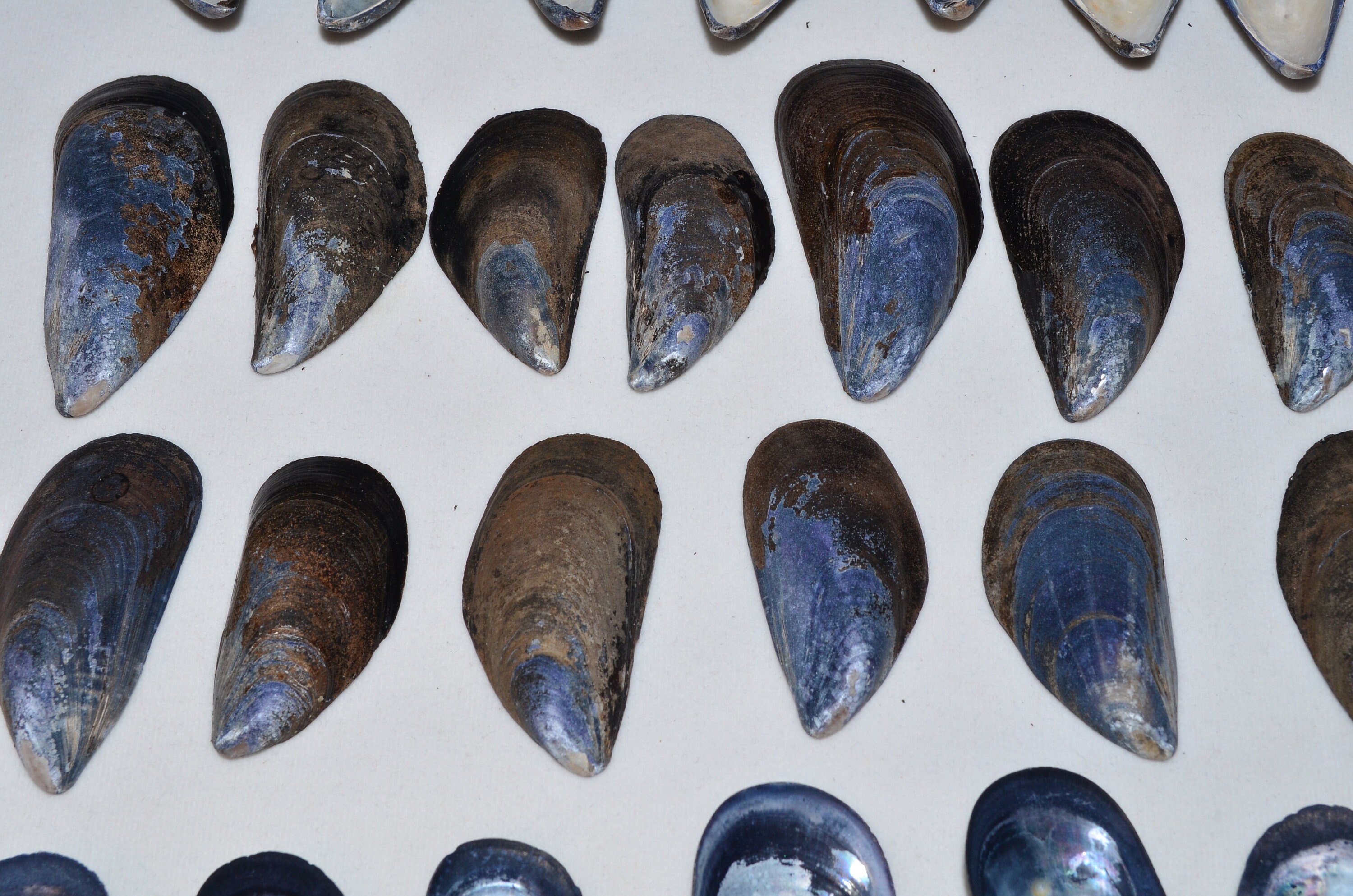 50 Blue Mussel Shells Atlantic Ocean Shells Long Island Seashells Beach ...