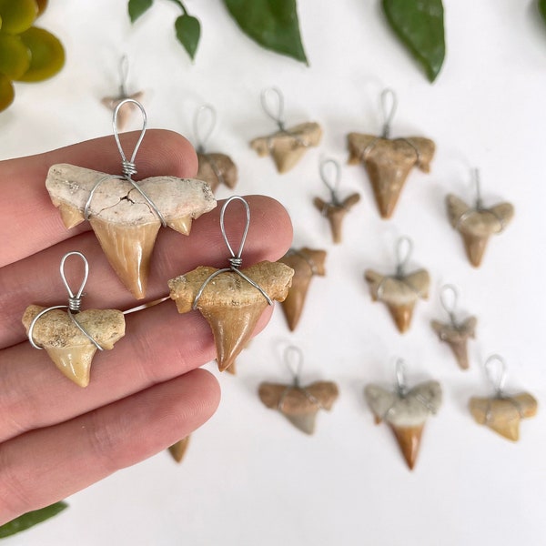 Wrapped Shark Tooth - Etsy