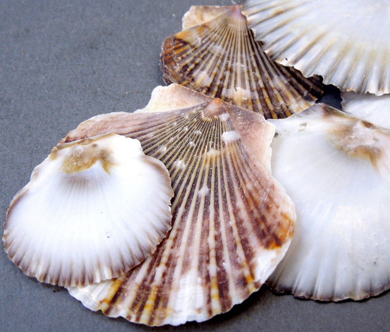 Pecten Pyxidata Whole Shell - Seashells - Etsy