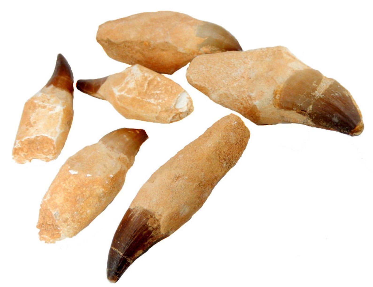 Mosasaurus Water Dinosaur Tooth AUTHENTIC Fossilized | Etsy