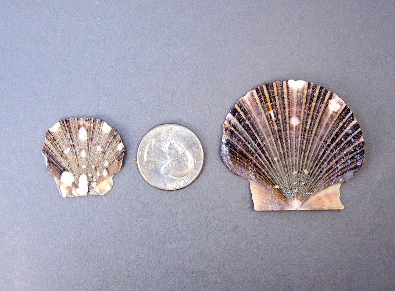 Pecten Pyxidata Whole Shell - Seashells - Etsy